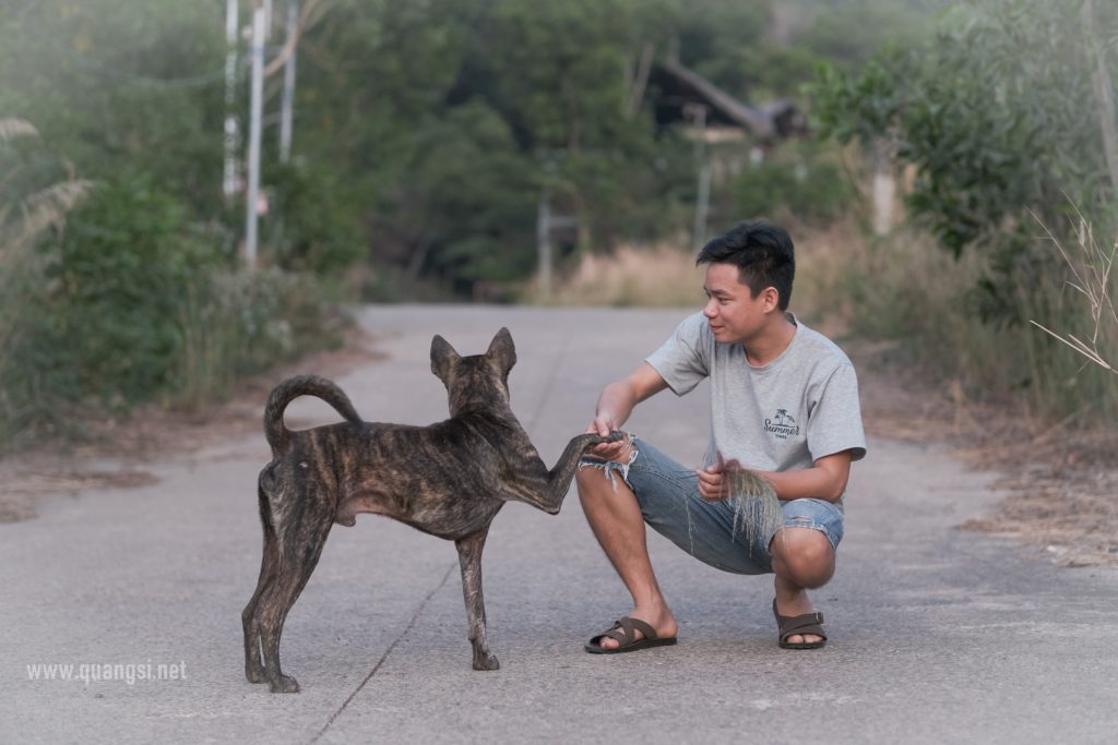 The Phu Quoc ridgeback dog – Si Tour Guide Phu Quoc