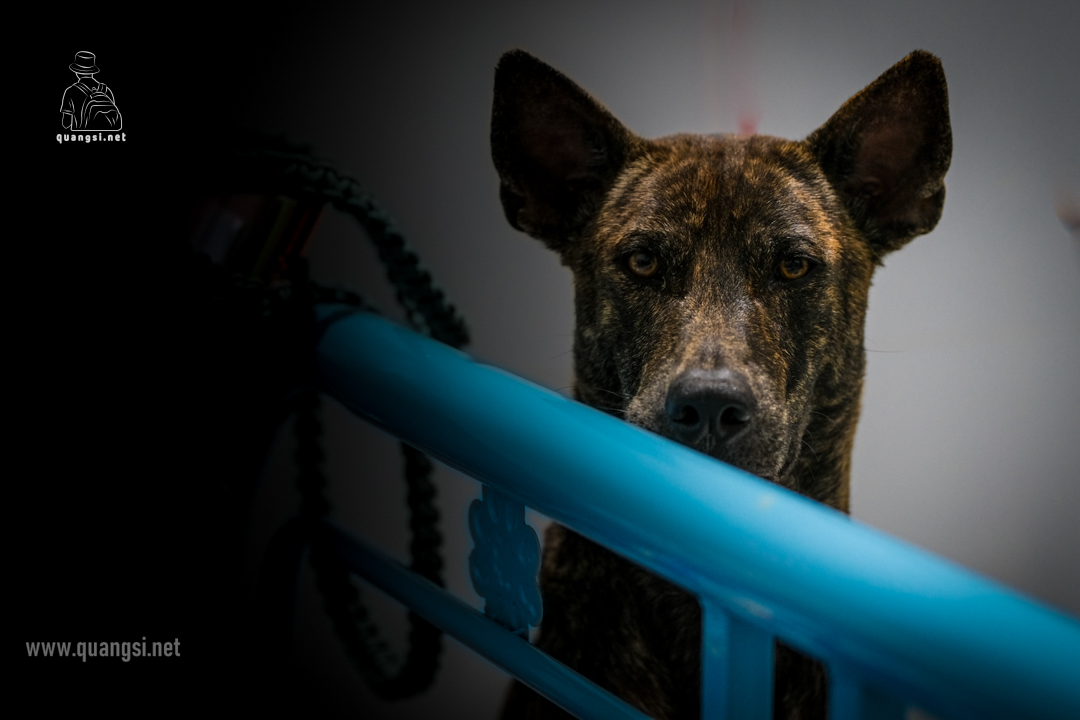 The Phu Quoc ridgeback dog