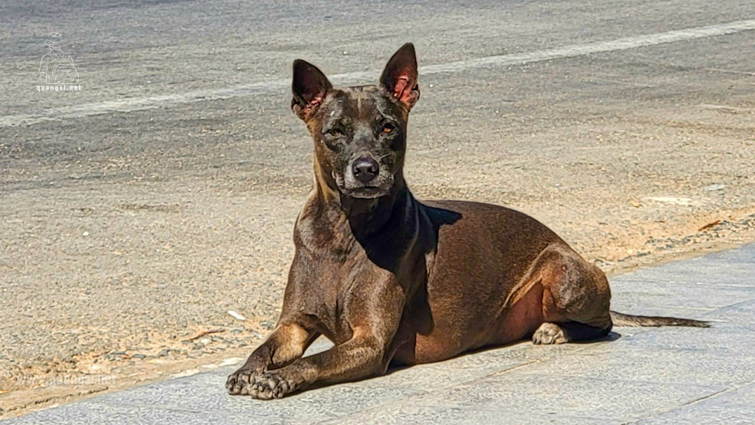 The Phu Quoc ridgeback dog